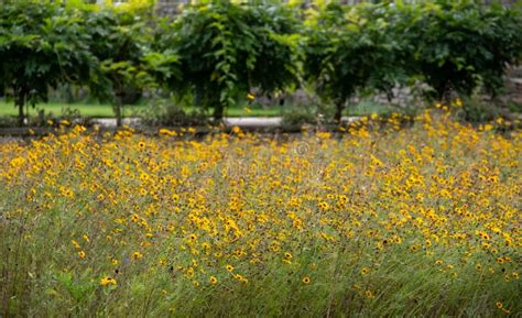Colourful Wild Flowers Including Corn Marigold Growing In The Grass At