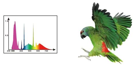 Bird Uv Lamp For Parrots Uvb 24 Eco Friendly Light For Bird Breeding