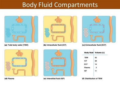3 Major Body Fluid Compartments Inrikoly
