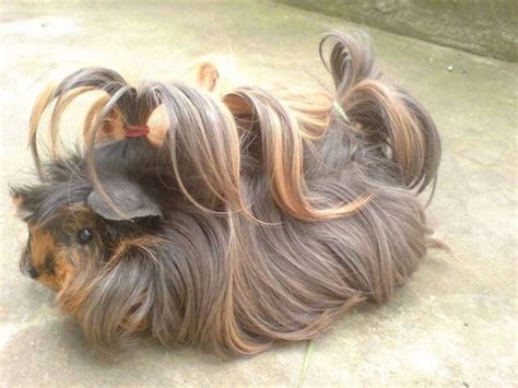 60 Guinea Pigs Having A Fantastic Hair Day