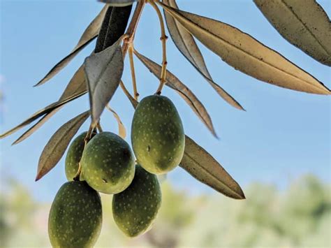why olive trees get brown leaves and how to fix it couch to homestead