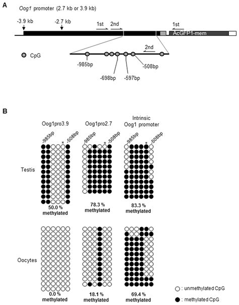 Bisulfite Sequencing Analysis Of The Methylation Status Of The Oog1 Download Scientific Diagram