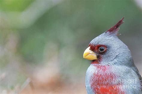 Pyrrhuloxia Art Fine Art America