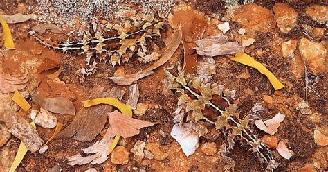 Amazing Camouflaged Animals Album On Imgur