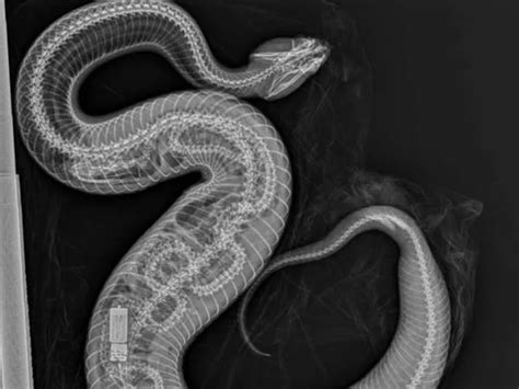 X Ray Reveals Unusual Encounter Between Cottonmouth Snake And Swallowed X Ray Reveals Unusual Encounter Between Cottonmouth Snake And Swallowed
