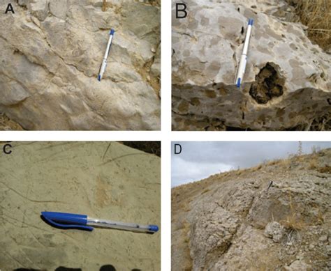 A Fossiliferous Limestone Of Gadvan Formation B Nodular Limestone