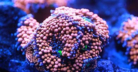 Macro Time Album On Imgur