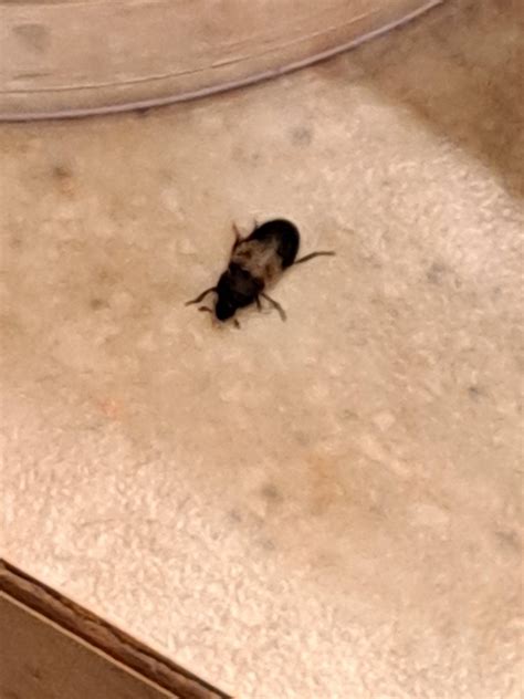 Smol Bug In Bathroom Michigan Usa R Whatsthisbug