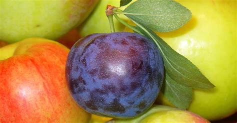 Pruning Fruit Trees In Spring Shtfpreparedness