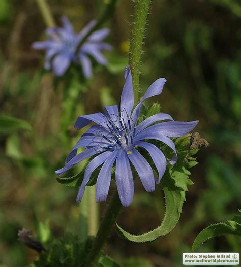 Cichorium Endivia Endive The Online Flora Of