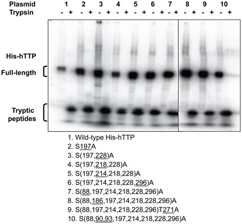 Trypsin Digestion Of The Wild Type And Mutant Proteins From
