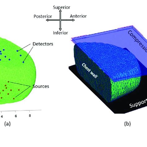 A The Finite Element Mesh Used For Hemodynamic Computations And Download Scientific Diagram