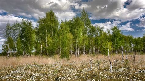 Woolgrass Blossom On Behance