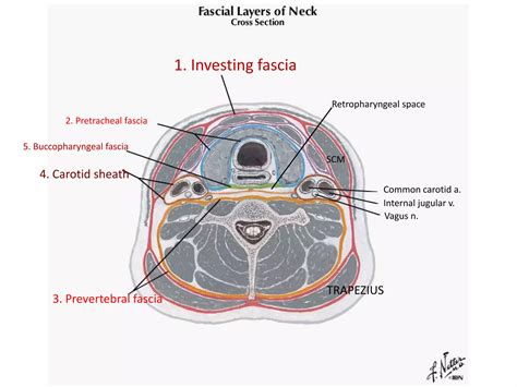 Deep Cervical Fascia And Post Triangle Of Neck Anatomy Pptx