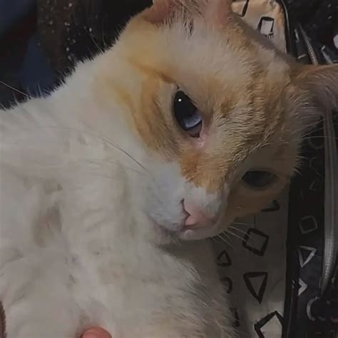 Lara Thayna Lilith Loli Threads Say More