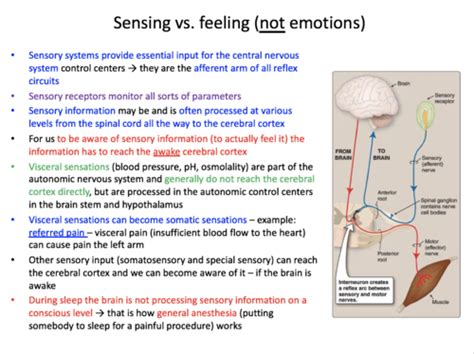Simple Reflex Loops 15 2 Flashcards Quizlet