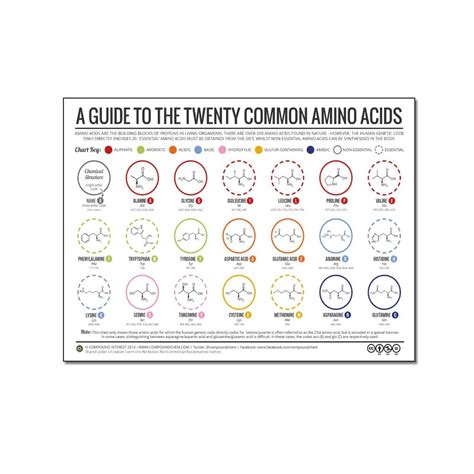Amino Acids Structure Chart