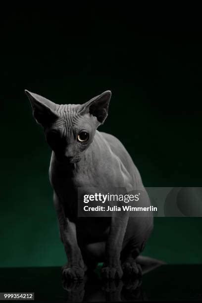 Julia Skin A Photos And Premium High Res Pictures Getty Images