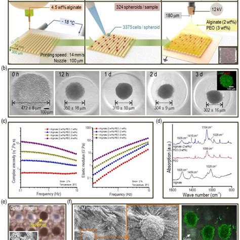 Fabrication Of The Alginate Scaffold To Support Hasc Spheroids A Download Scientific Diagram
