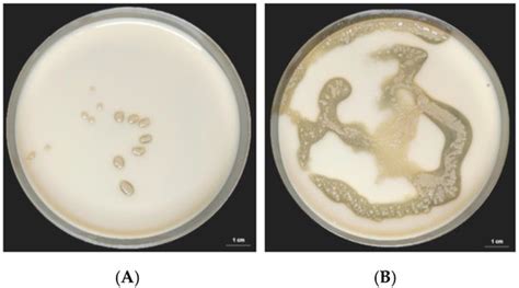 Isolation And Characterization Of Indigenous Acetobacter Strains From