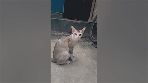 Cute Biral😊😊😊😊 Youtube