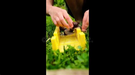 A Boy Plays With A Snail In A Yellow Rectangular Plastic Box Stock
