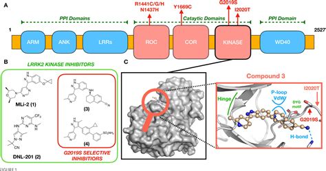 Figure 1 From Development Of Mutation Selective Lrrk2 Kinase Inhibitors As Precision Medicine