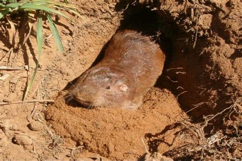 Plains Pocket Gopher Geomys Bursarius Facts Habitat And Pictures