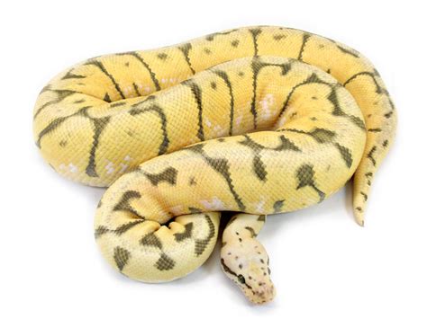 Vanilla Killer Bee Markus Jayne Ball Pythons