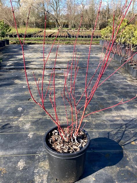 Cornus Sericea Ssp Sericea ‘baileyi Sevenoaks Native Nursery