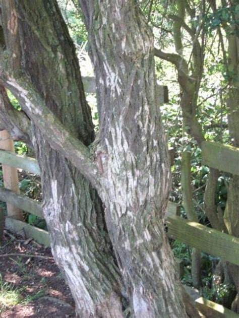 Elder Tree Guide Uk Elder Tree Identification By Leaf Flower And Fruit