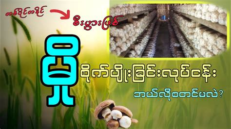 မှိုစိုက်ပျိုးခြင်းလုပ်ငန်း နဲ့ အပိုဝင်ငွေရှာမယ် တစ်ပိုင်တနိုင် စီးပ