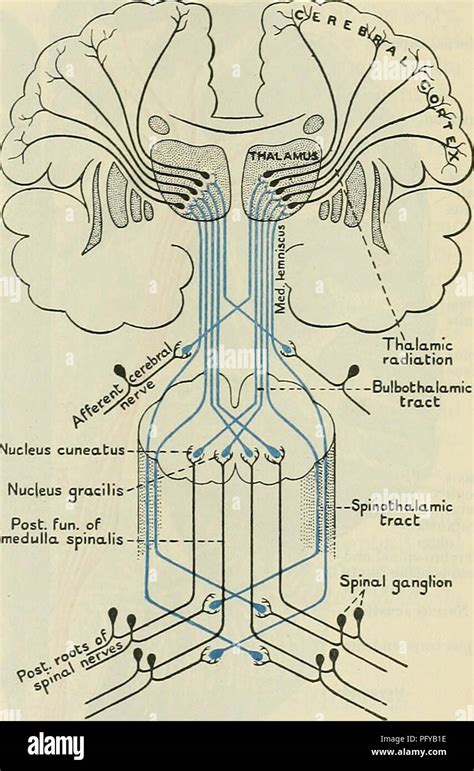 Medial Longitudinal Fasciculus Anatomy