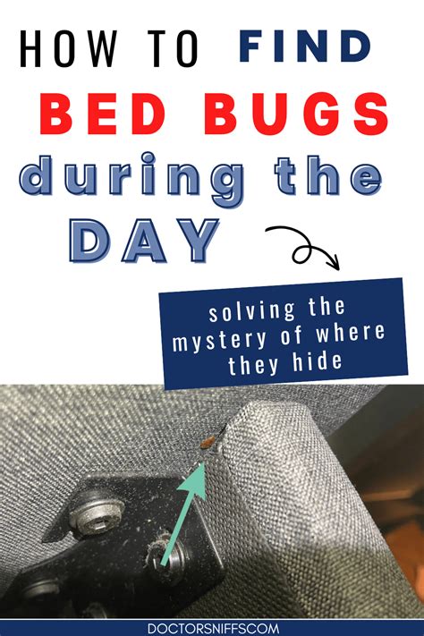 Daytime Bed Bug Detection How To Find Bed Bugs During The Day Artofit