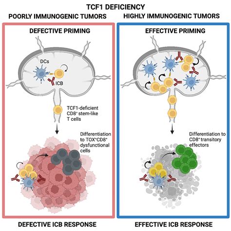 Tumor Immunogenicity Dictates Reliance On Tcf1 In Cd8 T Cells For