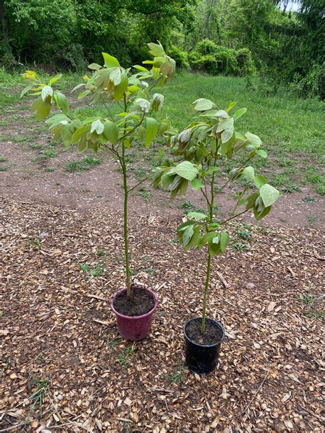 Large Sassafras Tree Sapling Large Sassafras Tree Sassafras Seedling