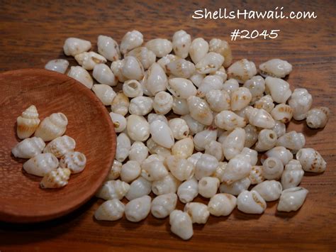 100 Pcs Larg Size Blue And Yellow Momi Shells Supply Pupu O Niihau