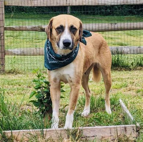 Ruby Renee S Rescues