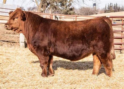 Sloup Simmentals Sires