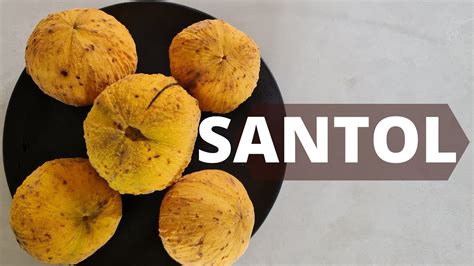 Santol Tips Tasting And Growing Youtube