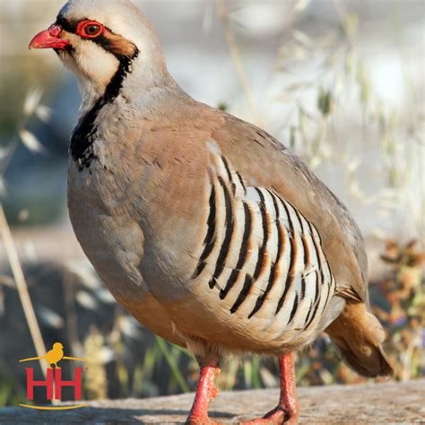 Chukar Partridge Straight Run Hoovers Hatchery