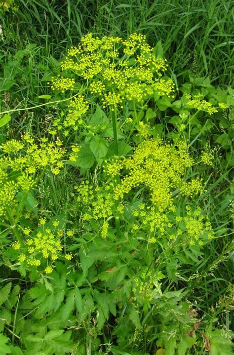 Iowa Wildflower Wednesday Poison Hemlock And Wild Parsnip Bleeding Heartland Iowa Wildflower Wednesday Poison Hemlock And Wild Parsnip Bleeding Heartland
