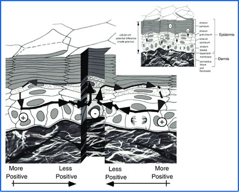 The Electric Field Ef Generated By The Difference In Transepithelial