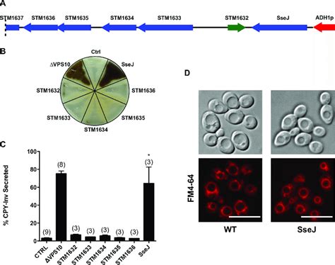 Expression Of Ssej Causes Cpy Inv To Be Mis Sorted In Saccharomyces