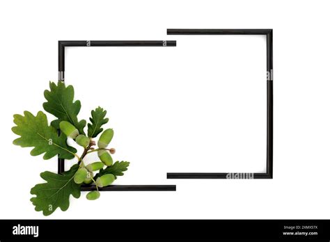 Abstract Green Oak Leaf And Acorn Nuts Background Border On White Minimal Summer Lush Leaf