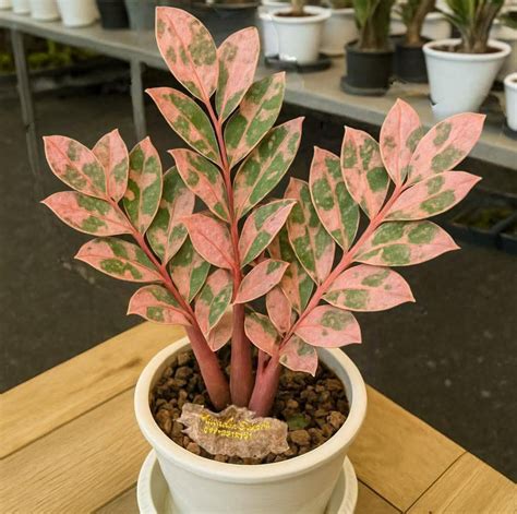 مشتلة لكرد سيدي لخضر Sidi Lakhdar