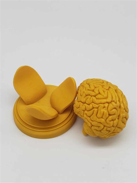 🧠 Brain Anatomy Stl For Education・ Stl File For 3d Printing・cults