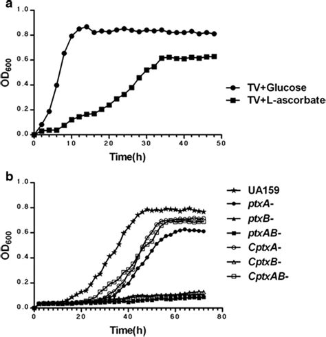 Bacterial Growth Rates A Growth Of S Mutans Ua159 Incubated In Tv