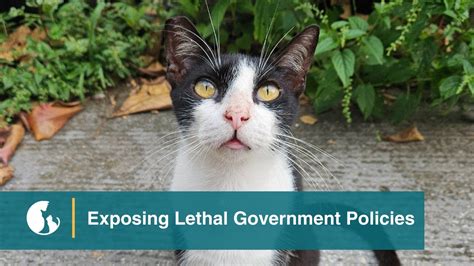 Exposing Lethal Government Policies Against Cats And Fighting To Stop