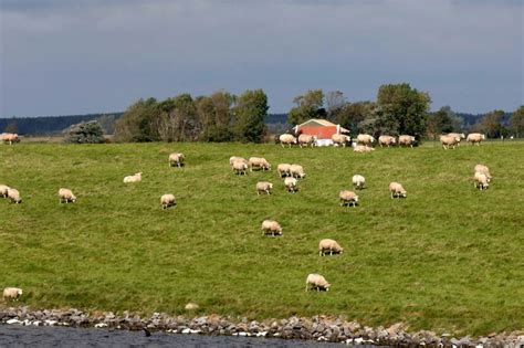 Blauwtongvirus Serotype 12 Vastgesteld Op Twee Bedrijven